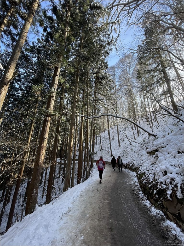 Обезьяны из Нагано: deti_vs_travel — LiveJournal